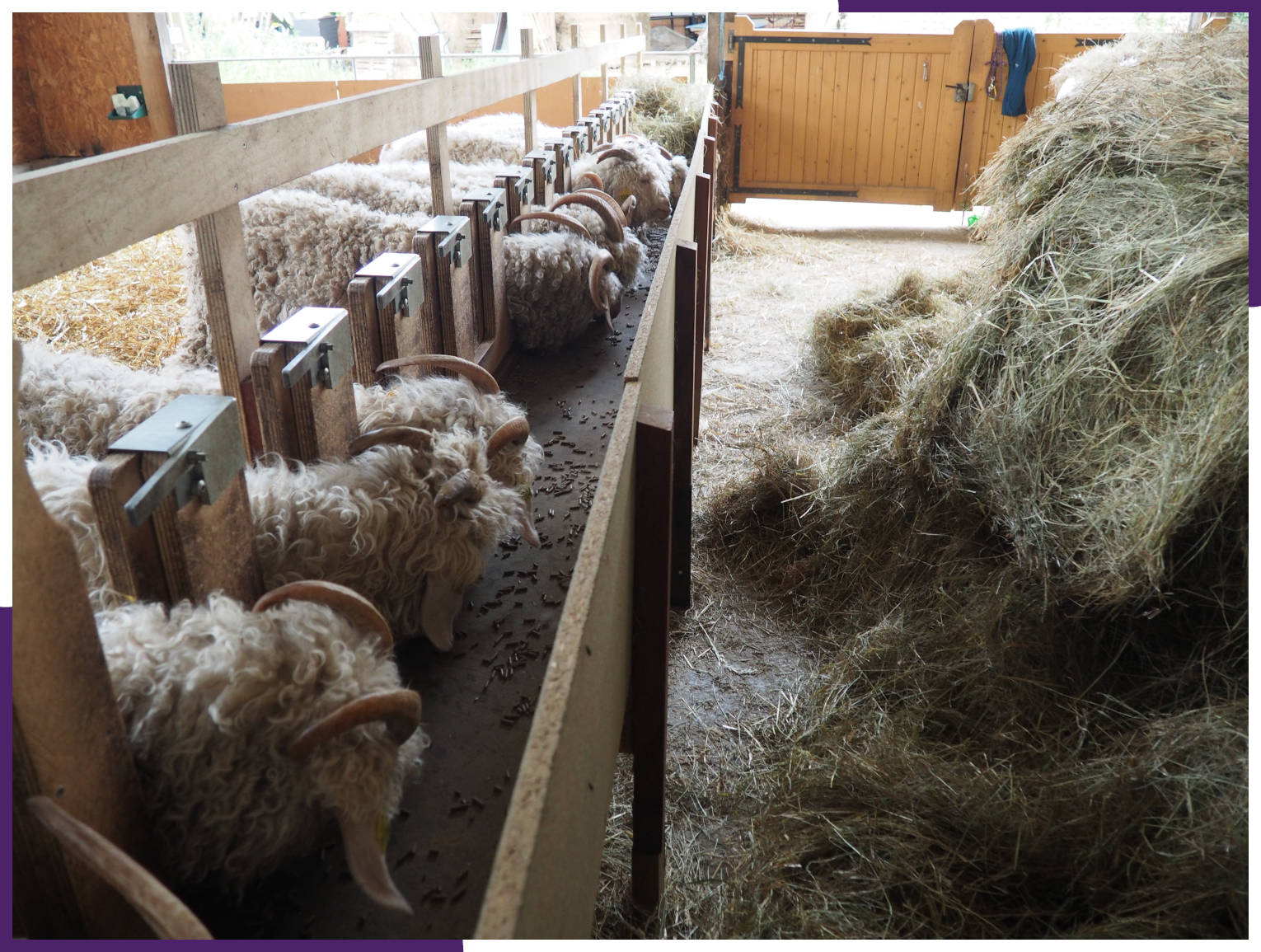 Mon élevage de chèvres angora - La ferme laneya