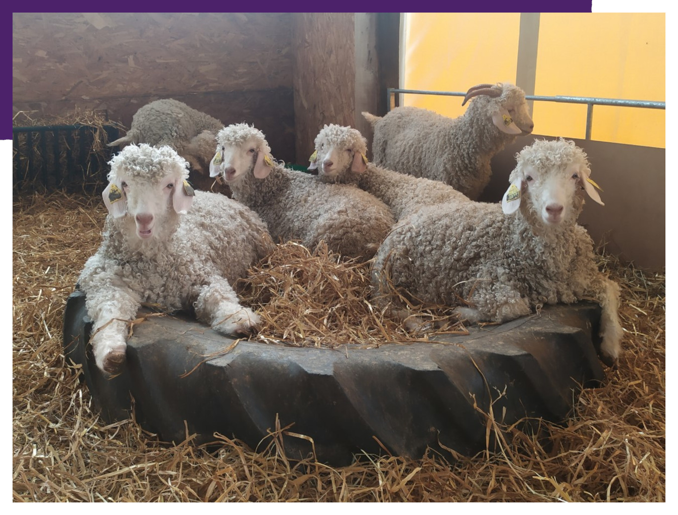 Mon élevage de chèvres angora - La ferme laneya